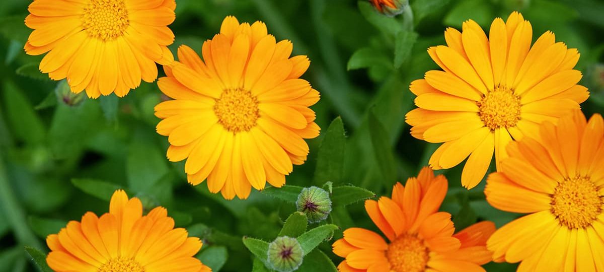 Calendula: le piante amiche della pelle - Vivocin